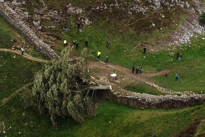 UK police make second arrest over Sycamore Gap’s ‘Robin Hood’ tree ...