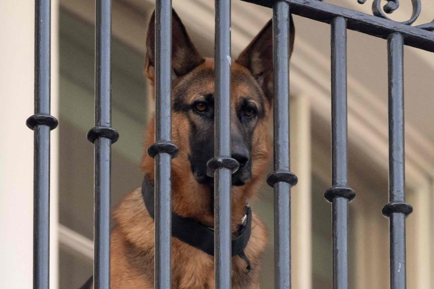 Biden dog Commander ousted from White House after biting reports | The ...