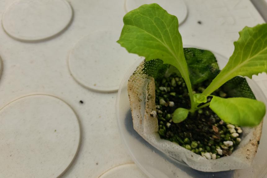 Root Awakening: Remove adult fungus gnats with sticky traps | The ...