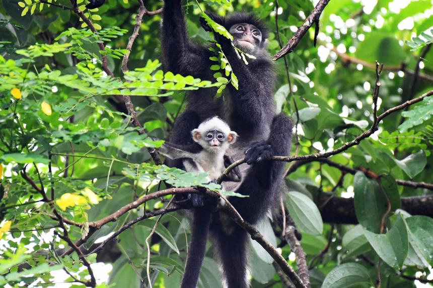 Once nearly extinct, rare Raffles’ banded langur numbers in S’pore set ...