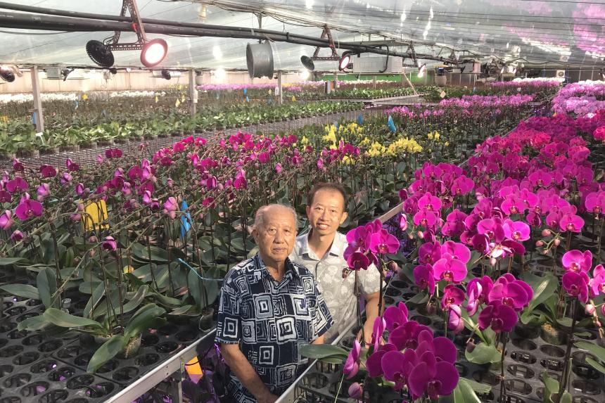 Goodbye Vanda Miss Joaquim? Singapore’s heritage orchids face uncertain ...
