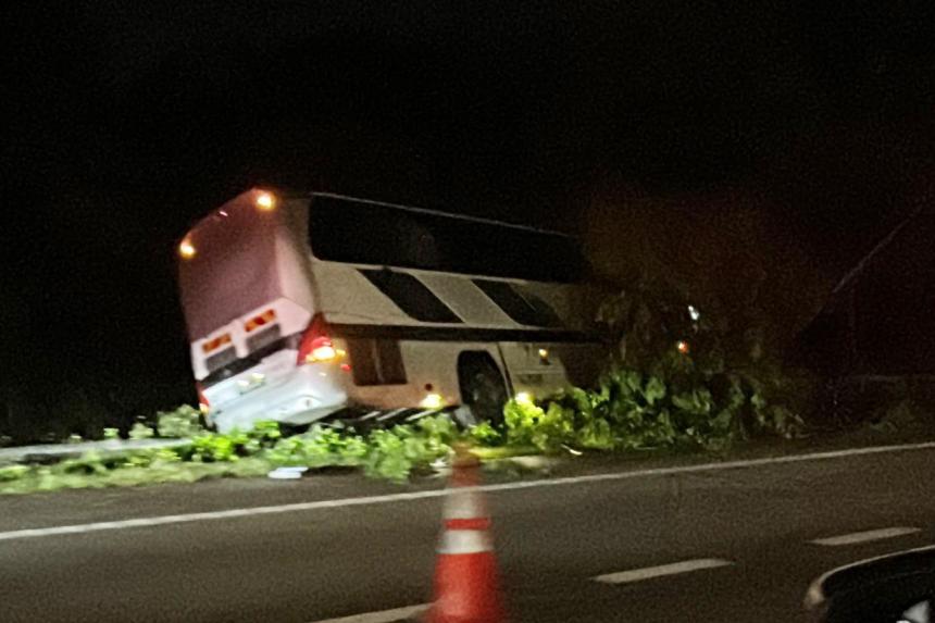 Bus veers off Seletar Expressway, crashes into tree; driver taken to ...