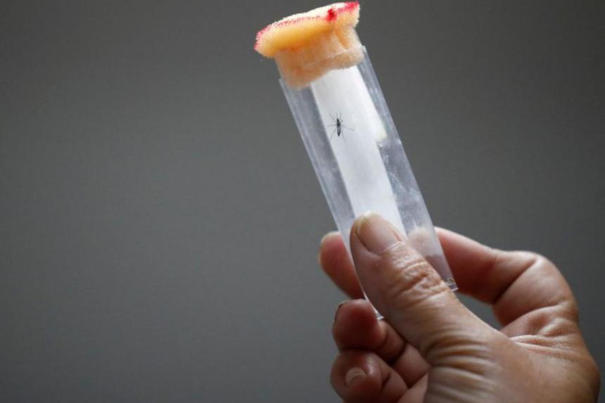 First pill for dengue shows promise in human challenge trial | The ...