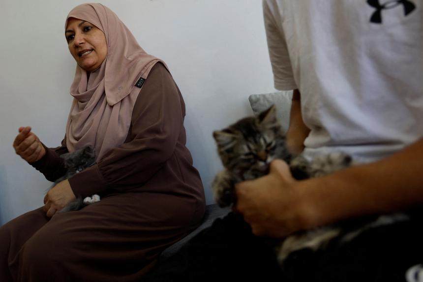 Twenty felines left behind in Gaza Strip after cat cafe owner was ...