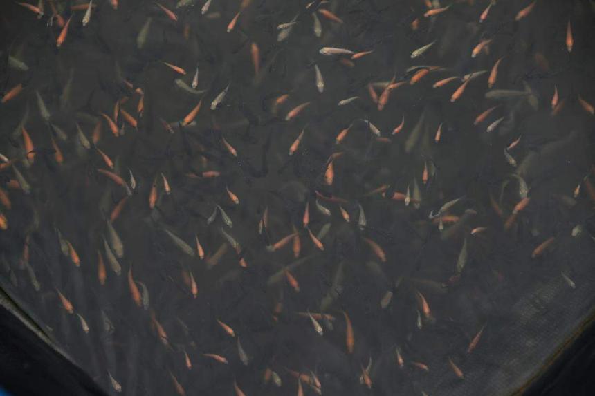 Raising standards of coastal fish farms in S’pore with tilapia, the ...