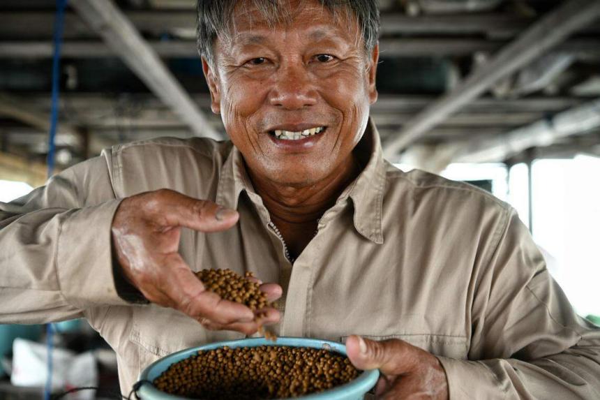 Raising standards of coastal fish farms in S’pore with tilapia, the ...