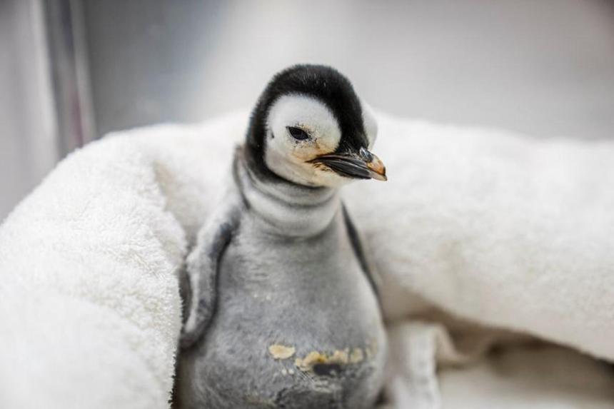In a rarity, emperor penguin chick hatches at Sea World San Diego | The ...