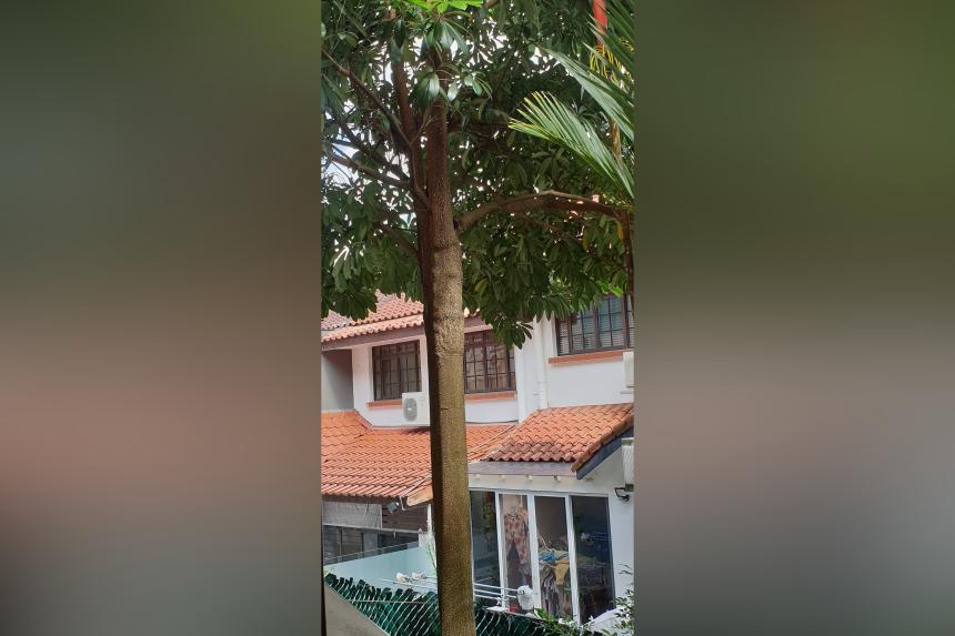 Root Awakening: The common Alstonia tree produces scented flowers | The ...