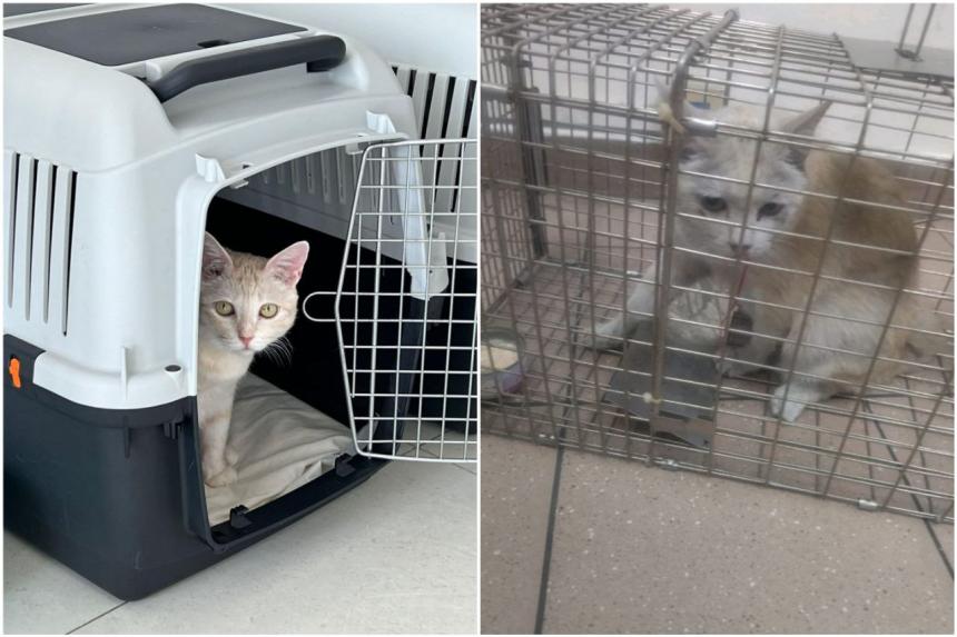 Cathay Cargo apologises after passenger’s cat escaped while being ...
