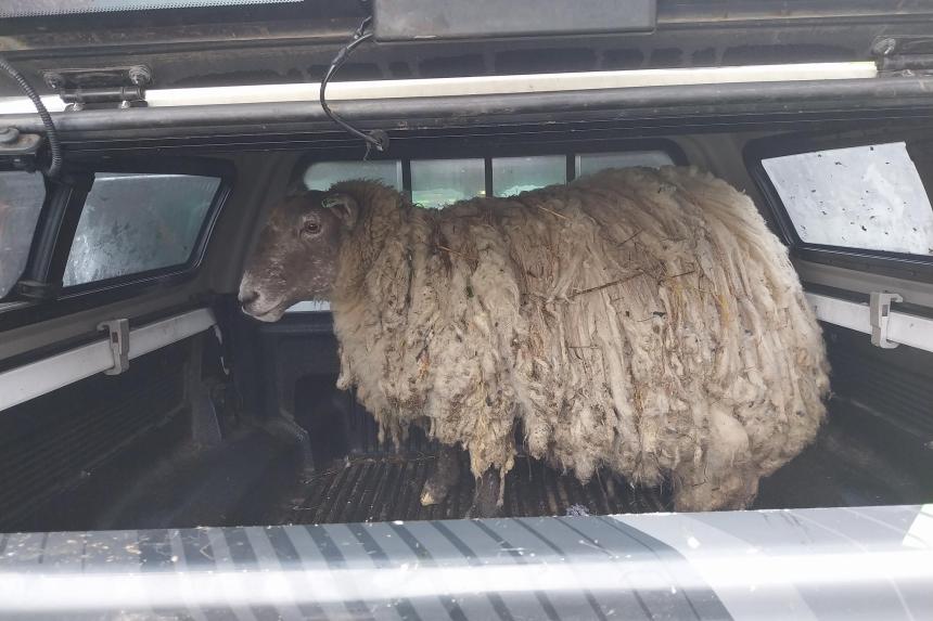‘Britain’s loneliest sheep’ rescued after being stranded on cliff for 2 ...