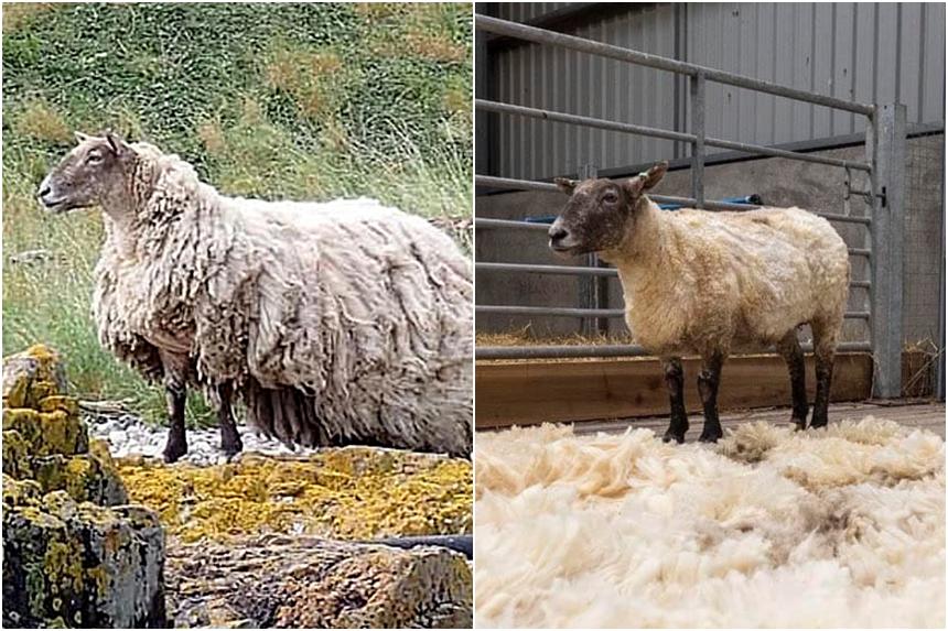 Britain’s loneliest sheep gets a new look and forever home after rescue ...