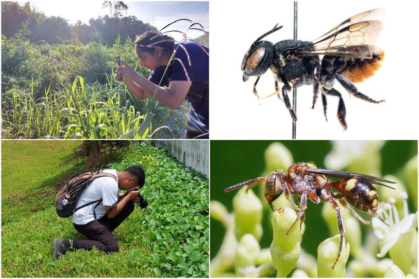 Citizen scientists in Singapore add needed buzz to bee research in Asia ...