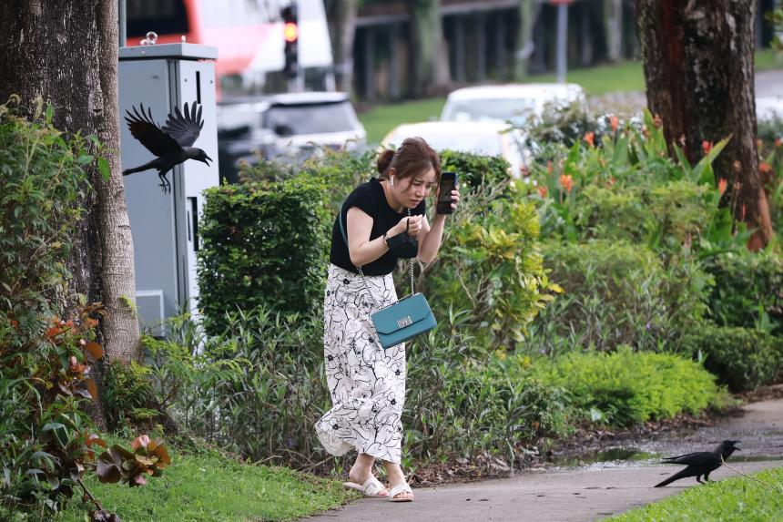 Efforts to control crow population stepped up in recent years: Desmond ...