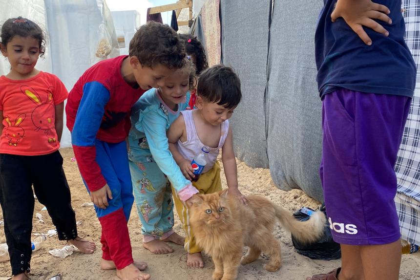 3 cats bring scintilla of joy to displaced children in Gaza | The ...