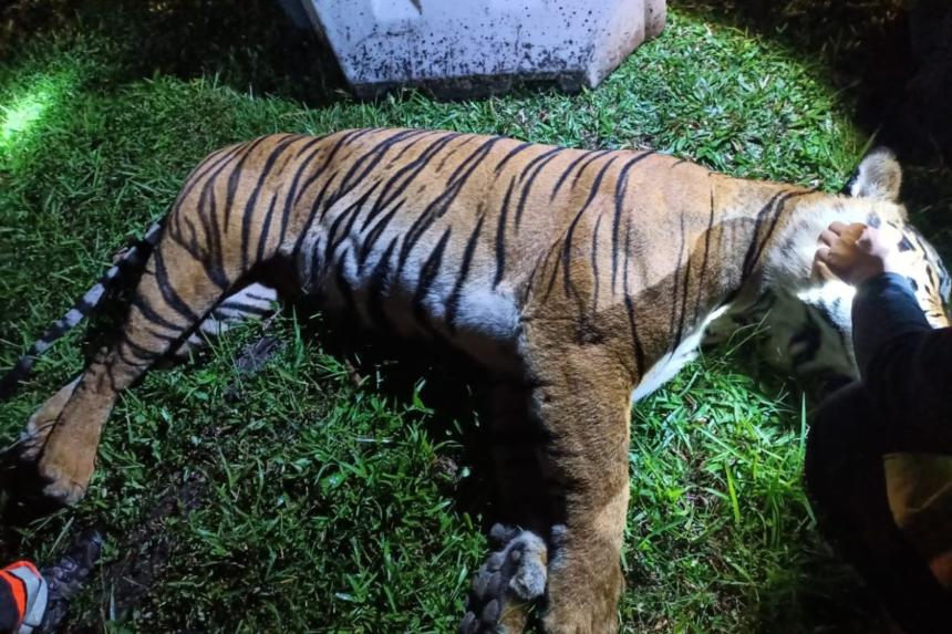 Endangered tiger found dead on Malaysian highway likely killed by ...