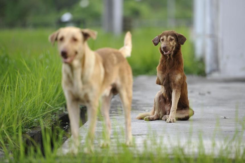 80% of stray dogs sterilised under government programme: Desmond Lee ...