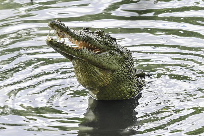 Australian farmer survives croc attack by biting back | The Straits Times