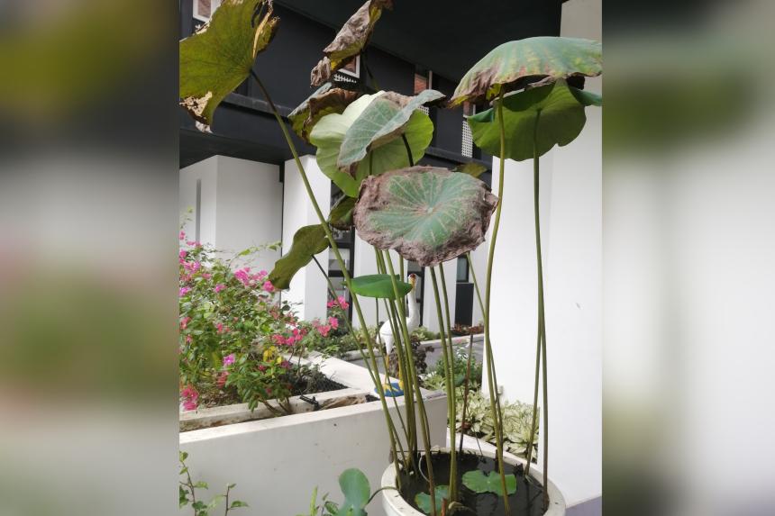 Root Awakening: Lotus damaged by mites or thrips | The Straits Times