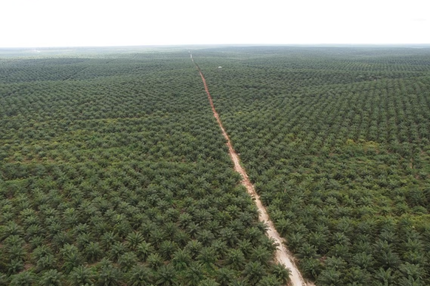 Palm oil firm Bumitama Agri Q3 profit rises 33% to $75.7 million | The ...