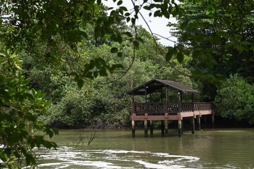 Sungei Buloh Wetland Reserve marks 30 years with community programmes ...