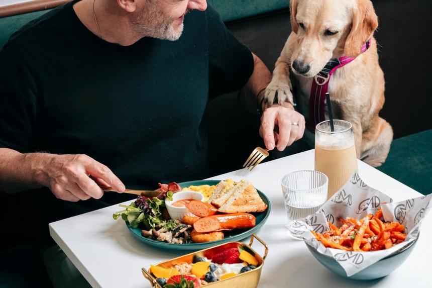 Feasting with fur kids: New pet-friendly cafes spring up around ...