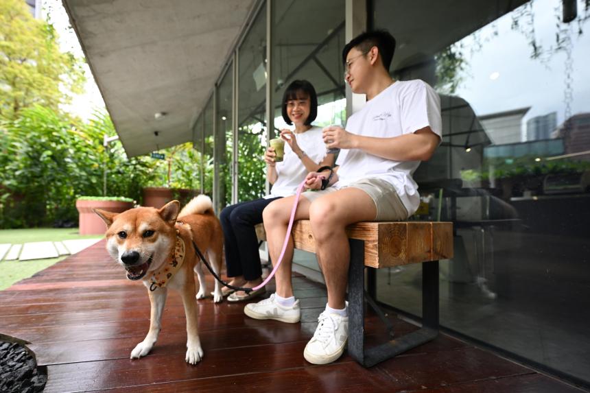 Feasting with fur kids: New pet-friendly cafes spring up around ...