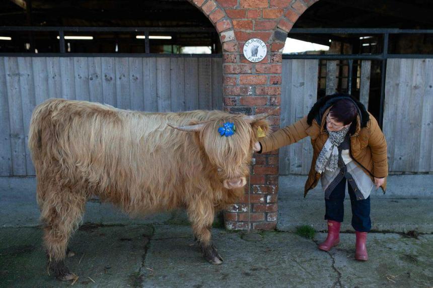 Feeling stressed? Cuddle a cow, says UK dairy farm | The Straits Times