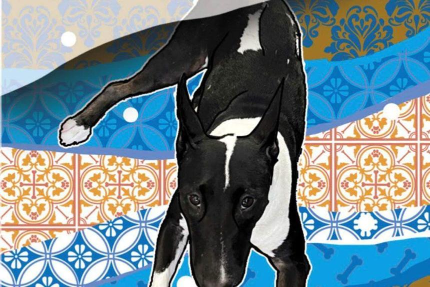 ‘Don’t adopt a dog to fill a temporary need,’ says fashion guru, dog ...