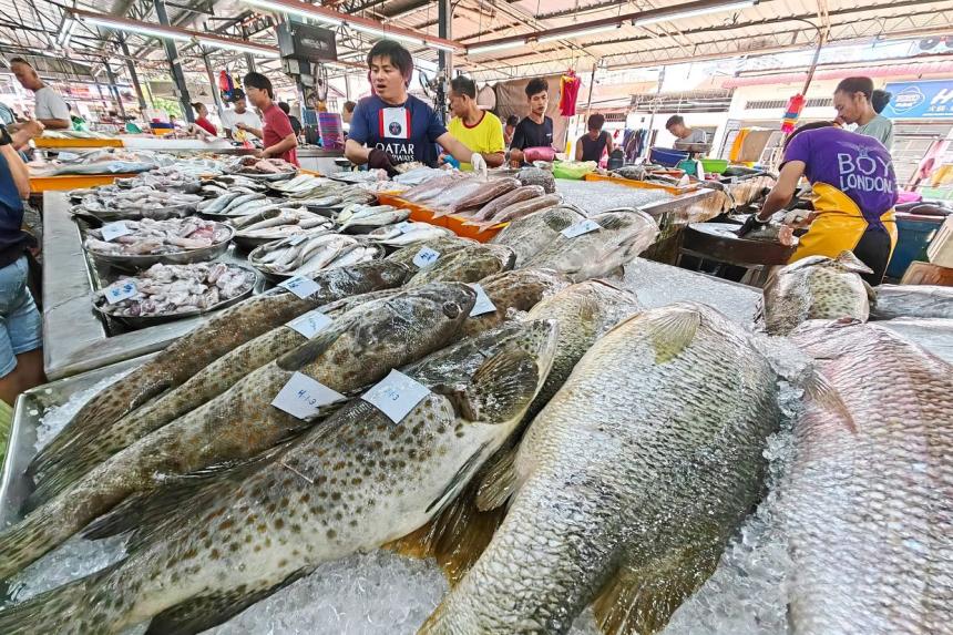 Grouper may be off the menu for now in Malaysia as supply falls amid ...