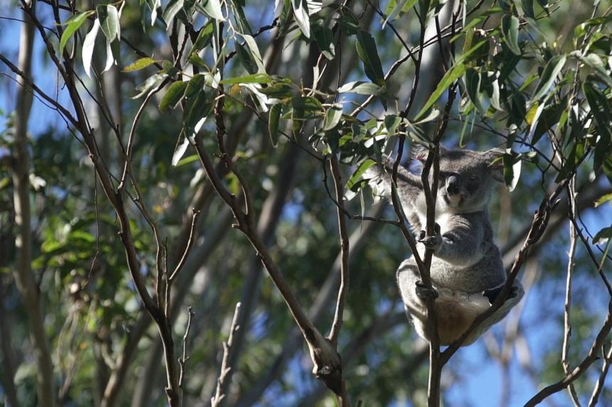 Australia’s proposed koala haven faces logging threat | The Straits Times