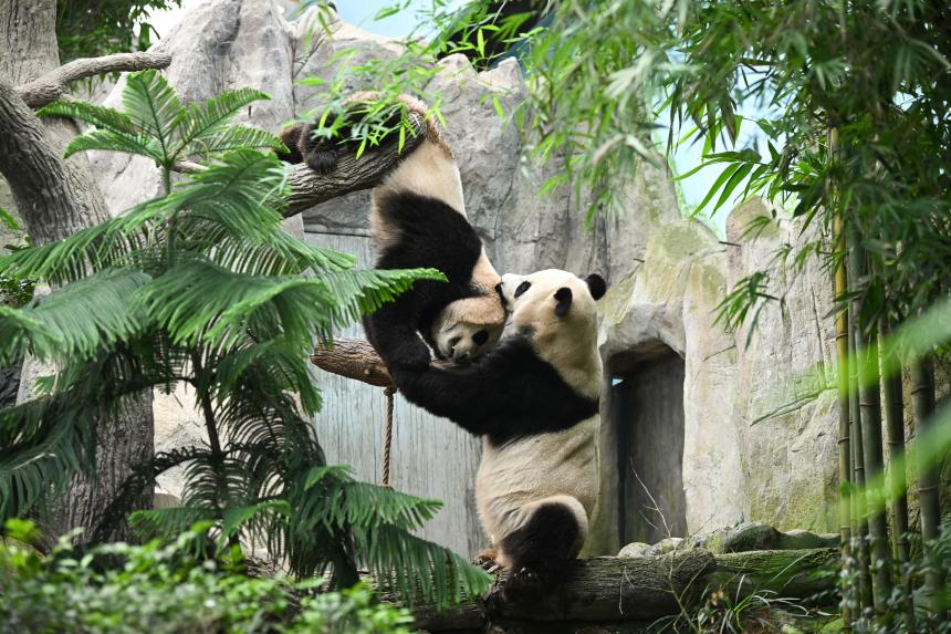 ‘Bittersweet’: Le Le’s keepers look back on their time with the panda ...