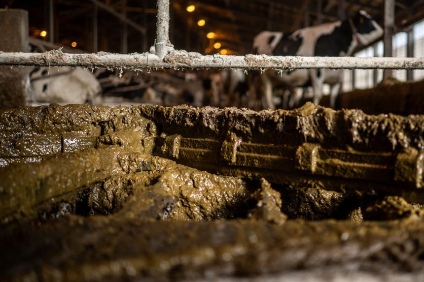 Cow dung set to poo-sh Japan to space | The Straits Times