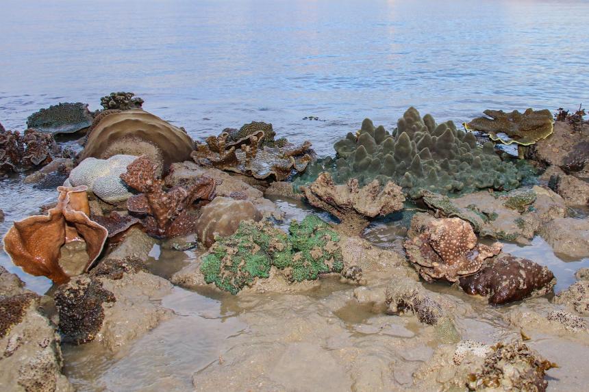 Science Journals: Waves of change for Singapore’s coral reef research ...