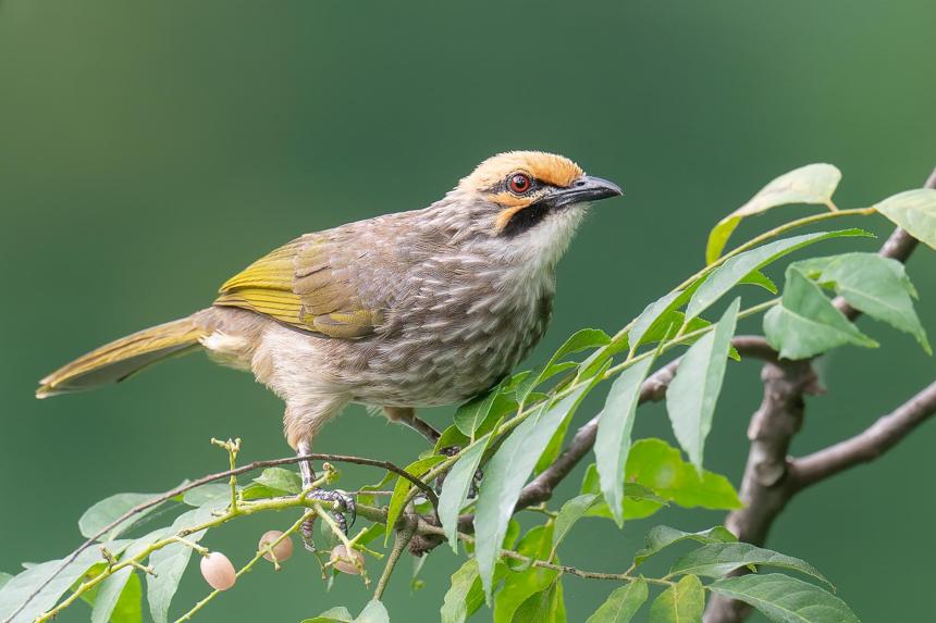 National action plan to keep endangered straw-headed bulbuls singing in ...