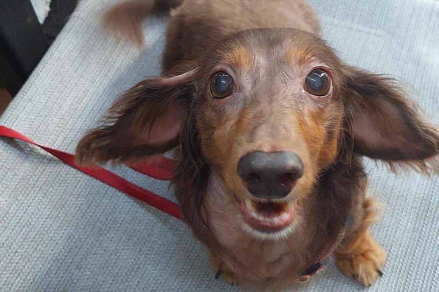 Dog: I’m going to be a millionaire | The Straits Times