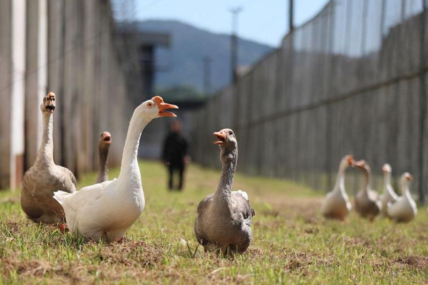 Brazilian 'geese agents' honk in case of prison break | The Straits Times