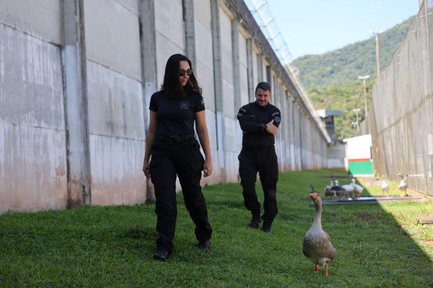 Brazilian 'geese agents' honk in case of prison break | The Straits Times
