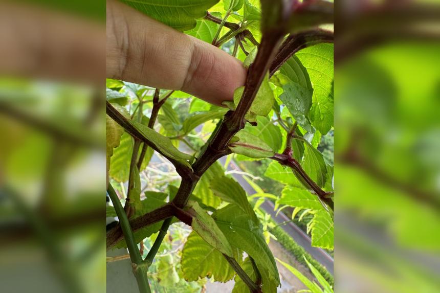 Root Awakening: Red Tree Shrub is a species native to Singapore | The ...