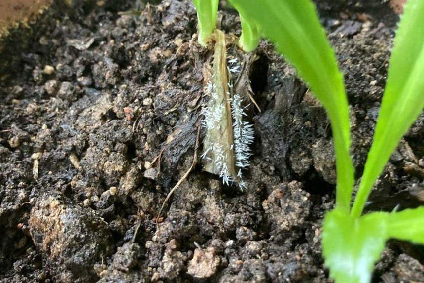 Root Awakening: Brown spots could be scale insects | The Straits Times
