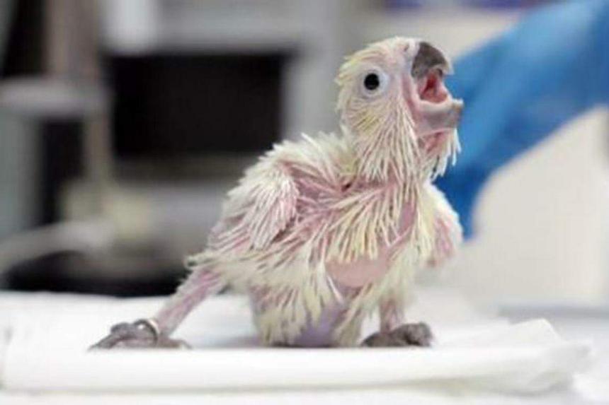 Animals in Singapore had a bleak 2023 – but acts of kindness show there ...