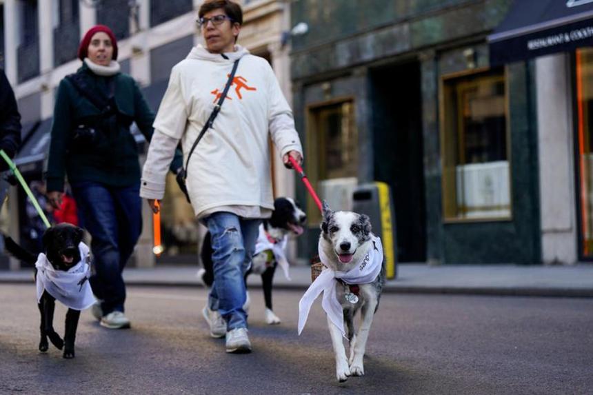 Madrid charity dog walk draws hundreds against animal abandonment | The ...