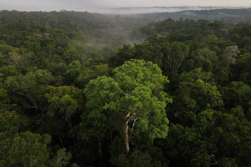 In Brazil, drones take flight in Rio in high-tech reforestation push ...