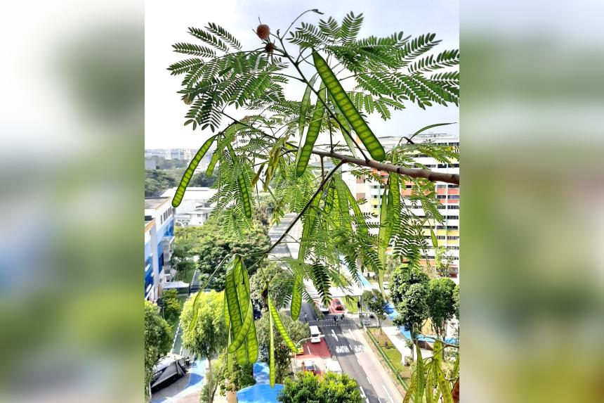 Root Awakening: River Tamarind’s pods are edible | The Straits Times