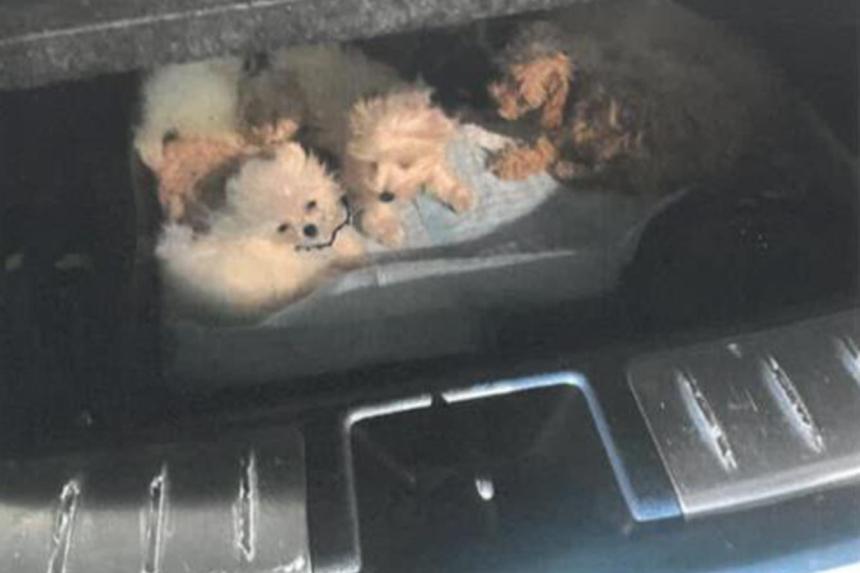 Over 30 cases of pet animal, wildlife smuggling detected in 2023 | The ...