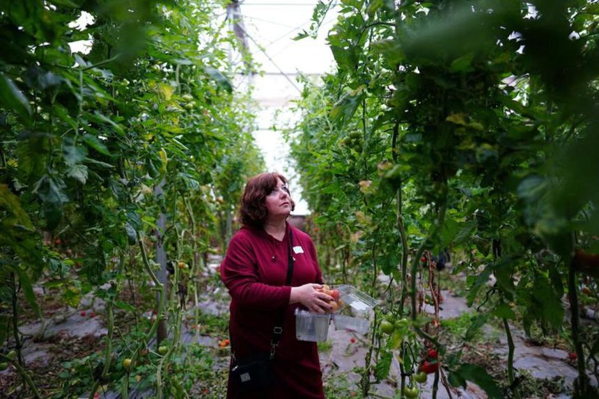 Foreign volunteers replace workers who fled Israeli farms under fire ...