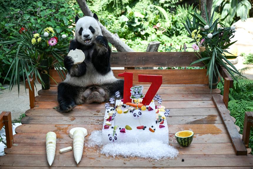 PM Anwar to ask China to allow pandas to stay longer in Malaysia | The ...