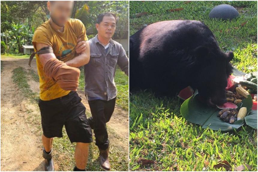 Swiss man cuts off arm to escape bear attack in Chiang Mai | The ...