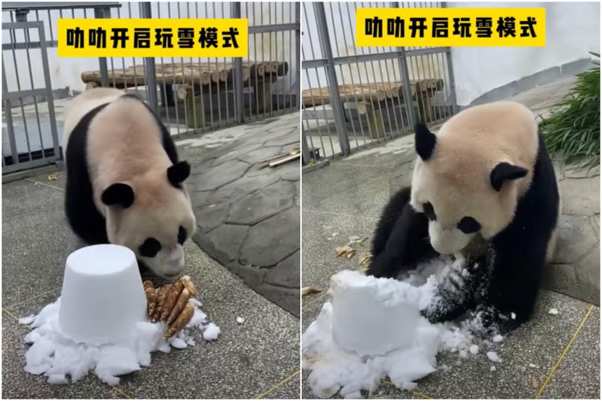 S’pore-born giant panda cub Le Le has a ‘beary’ good time playing with ...