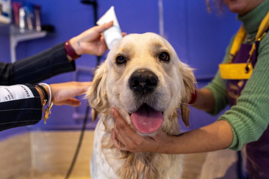 Survivor of Turkey’s devastating quake, Bufy the dog finds a new family ...