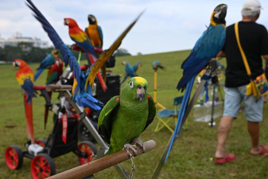 Birds of a feather flock together for Singapore’s macaw-loving ...